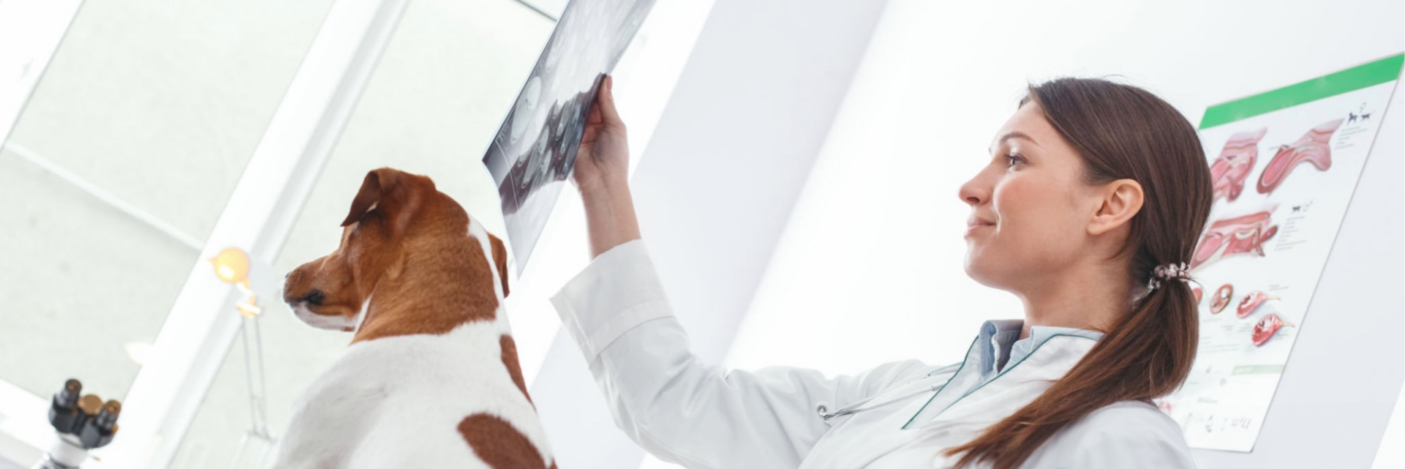 AAVSB - American Association of Veterinary State Boards